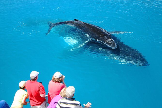 Hervey Bay Whale Watching Cruise - FAQ