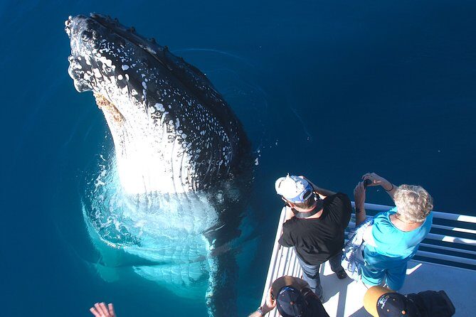 Hervey Bay Whale Watching Experience - What to Expect on the Tour