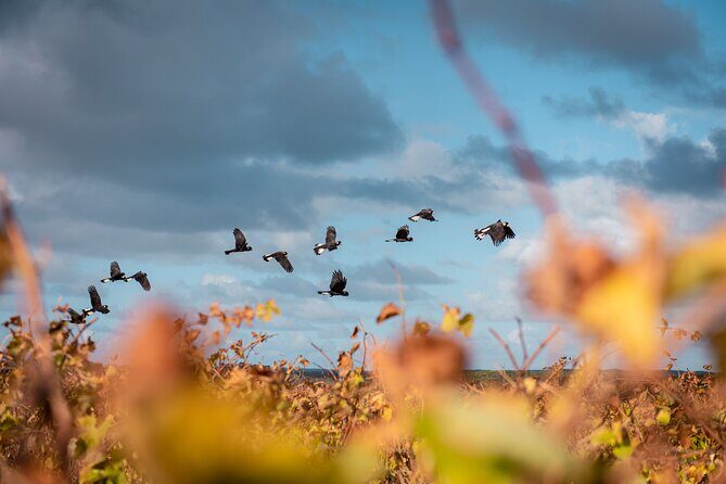 Hidden Gems: Full-Day Wine, Scones, Lunch and Local Produce Tour - Additional Information