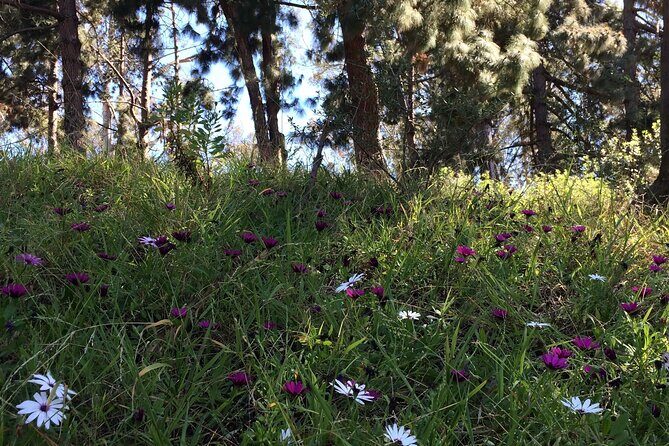 Hidden Nature Walks in the City Private Tour - An In-Depth Look at the Experience