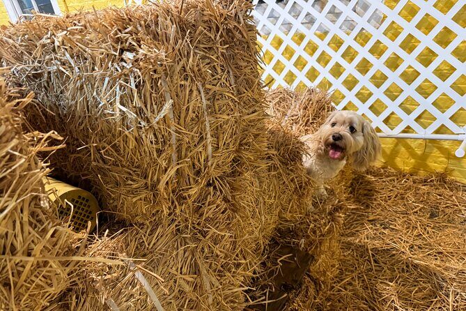 Hide & Seek Skills for Dogs at the Hay filled New York City Barn - What to Expect: A Step-by-Step Overview