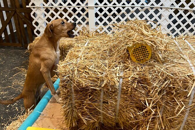 Hide & Seek Skills for Dogs at the Hay filled New York City Barn - The Value of This Experience