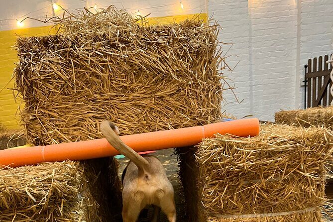 Hide & Seek Skills for Dogs at the Hay filled New York City Barn - Practical Tips for Participants