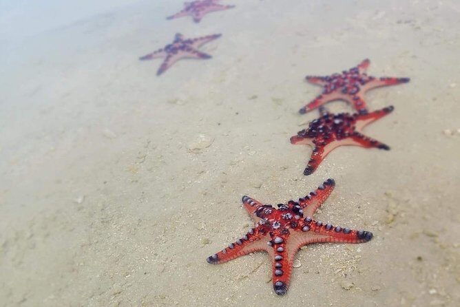 Hideaway Island Escape, Blue Lagoon and Turtle Experience - The Blue Lagoon: A Tropical Water Wonderland