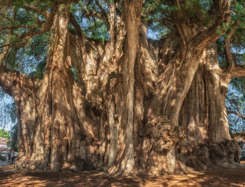 Hierve el Agua, Mitla, Tule, Teotilán and Mezcal factory - Who Should Consider This Tour?