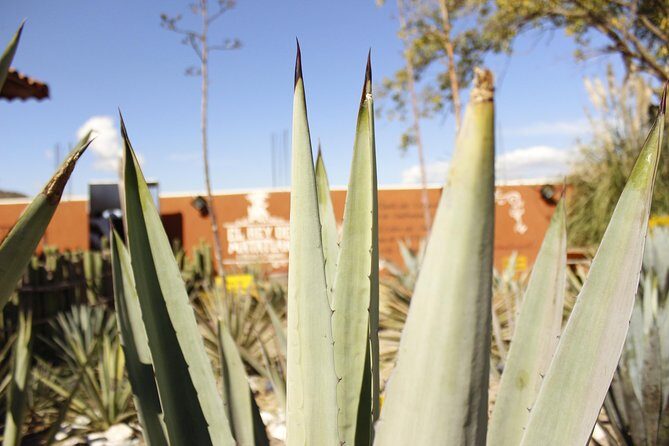Hierve el Agua, Teotitlán del Valle, mezcal, el tule, desde Oaxaca - Final Thoughts: Who Will Love This Tour?