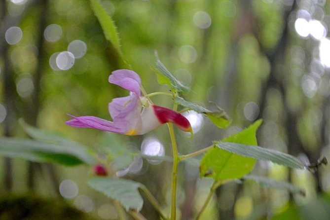 High Mountain Day Trek - What the Reviews Say