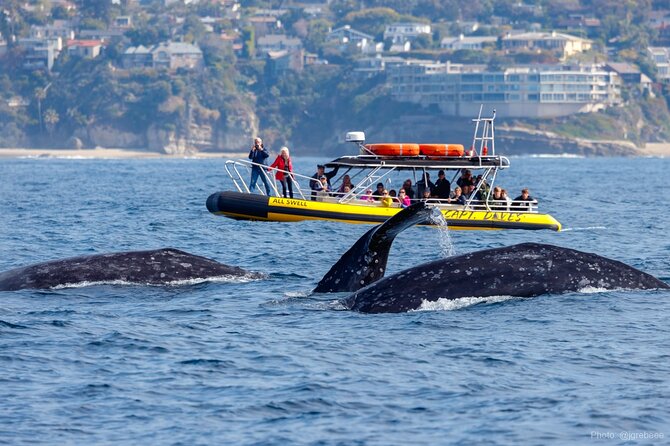 High Speed Zodiac Whale Watching Safari from Dana Point - Key Points