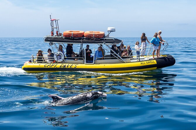 High Speed Zodiac Whale Watching Safari from Dana Point - The Value of a  Price Tag
