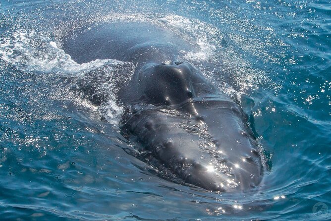 High Speed Zodiac Whale Watching Safari from Dana Point - Authentic Experiences and Traveler Insights