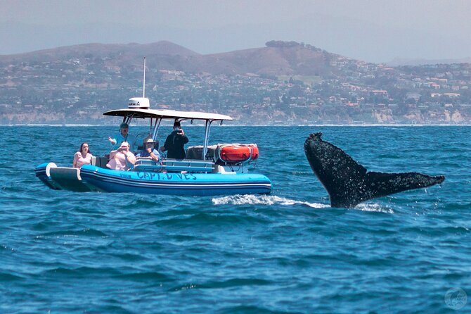 High Speed Zodiac Whale Watching Safari from Dana Point - Practical Tips for Your Trip