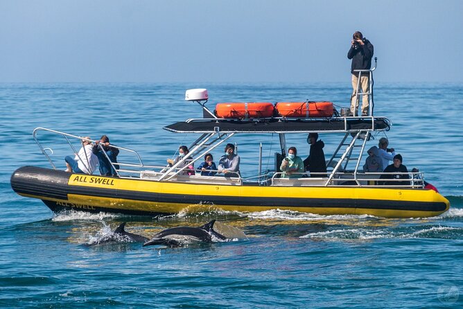 High Speed Zodiac Whale Watching Safari from Dana Point - Cancellation and Weather Policy