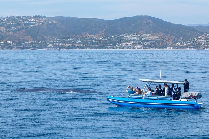 High Speed Zodiac Whale Watching Safari from Dana Point - FAQs