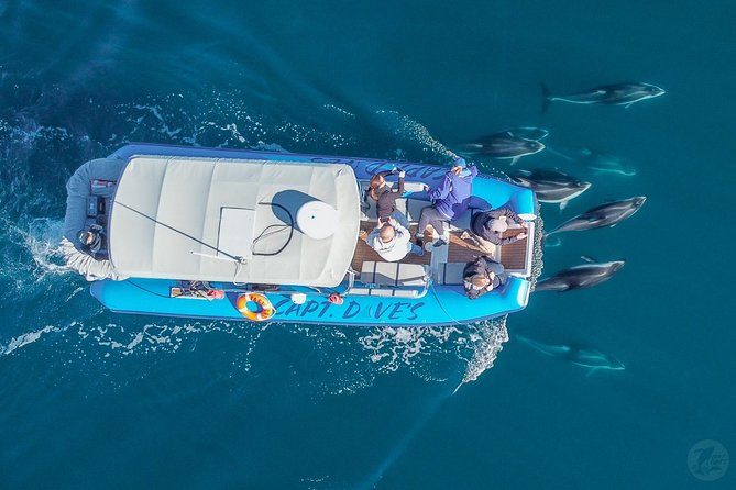 High Speed Zodiac Whale Watching Safari from Dana Point - Final Thoughts