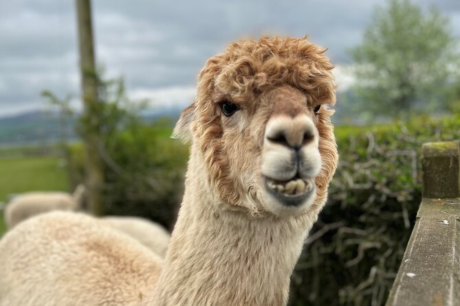 Highland Cows, Walk Alpacas & Scottish Wildlife Centre from Edin. - Exploring Scotland’s Wild Side: Highland Cows, Alpacas & Wildlife from Edinburgh