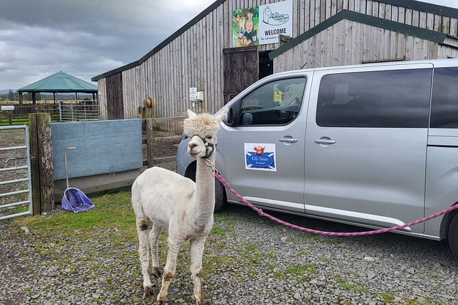 Highland Cows, Walk Alpacas & Scottish Wildlife Centre from Edin. - Analyzing the Value
