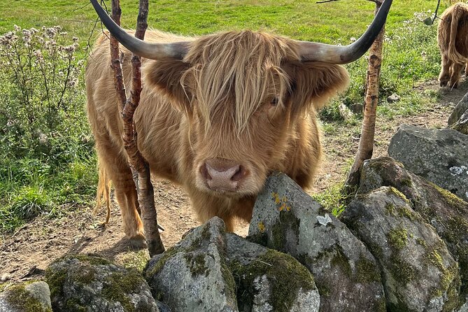 Highland Cows, Walk Alpacas & Scottish Wildlife Centre from Edin. - Final Thoughts