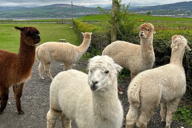 Highland Cows, Walk Alpacas & Scottish Wildlife Centre from Edin. - FAQs