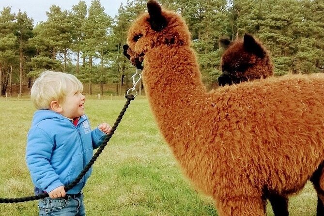 Highland Cows, Walk Alpacas & Visit a Scottish Wildlife Centre - Practical Details and Value