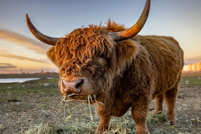 Highland Lochs & Castles Tour to Oban & Glencoe - An In-Depth Look at the Highland Lochs & Castles Experience