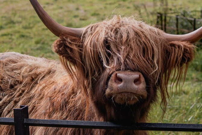 Highlands Cows Glencoe and Castles Private Tour from Glasgow - Inveraray Castle & Gardens: A Regal Stop