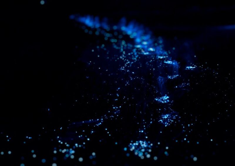 Highlight Glowing Plankton & Sunset - FAQs