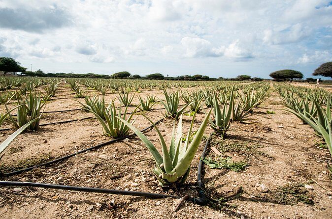 Highlights of Aruba Island Tour - Final Thoughts: Is It Worth It?