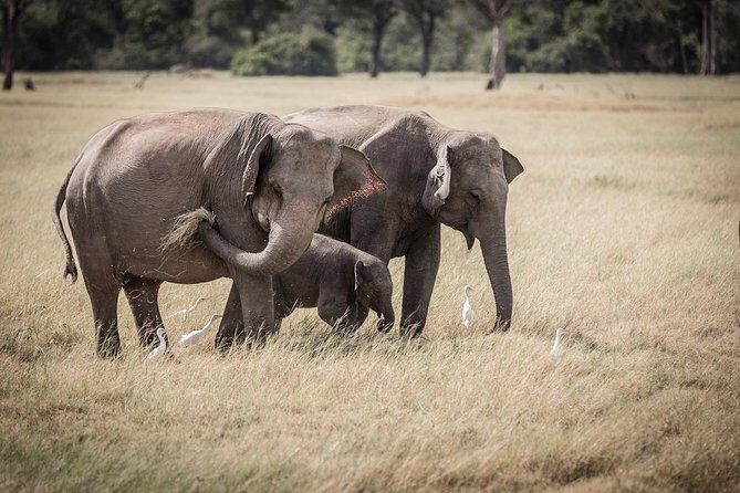 Highlights Of Dambulla & Kaudulla National Park Day Tour From Colombo - Final Thoughts: Who Will Benefit Most?