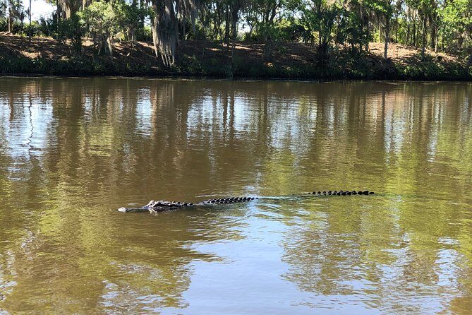 Highlights of New Orleans City and Swamp Tour Combination - Final Thoughts: Is This Tour Right for You?