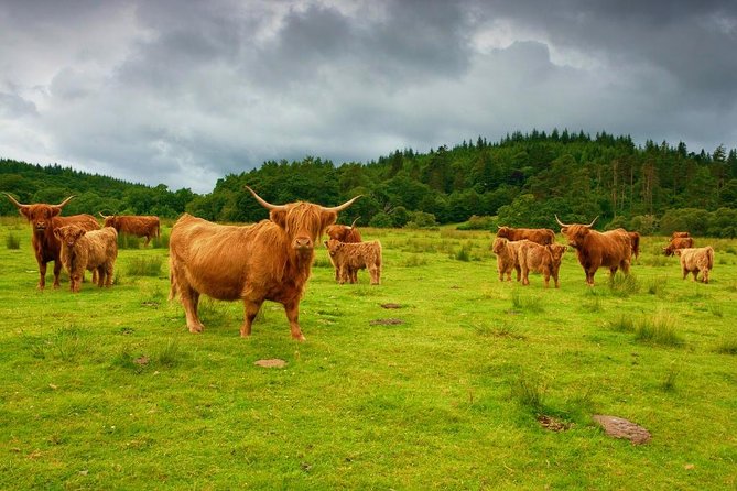 Highlights of Scotland Custom Private Tour With Scottish Local - Why This Tour Is Recommended