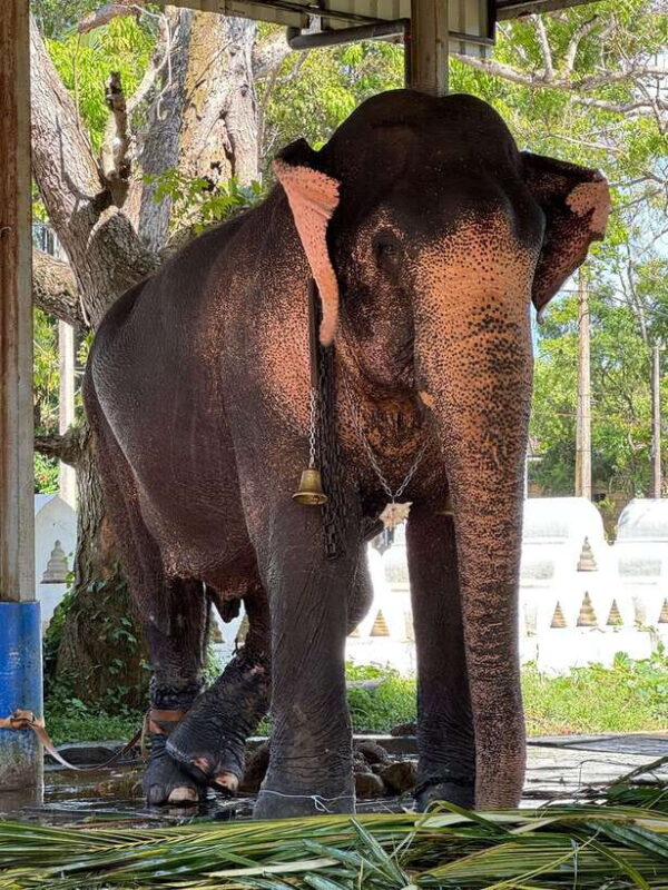 Highlights tour with tasting & Green environment in ella - Key Points