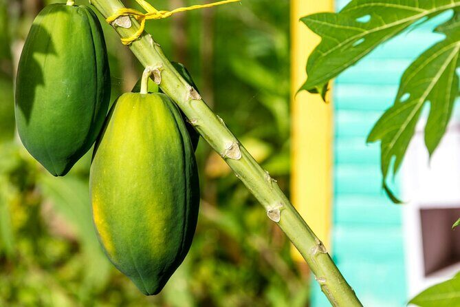 Higuey and River Yuma Full Day Tour with Lunch from Punta Cana - Who Will Love This Tour?