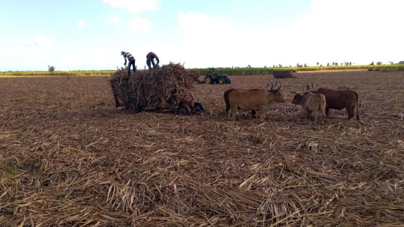 Higuey - Rio Chavon: Enjoy Dominican life - Overview of the Tour