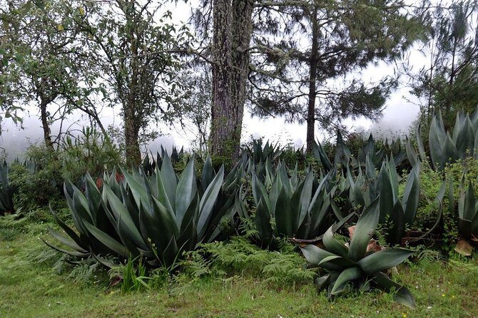 Hike el Camino Real, Latuvi  Lachatao - Who Will Love This Experience?