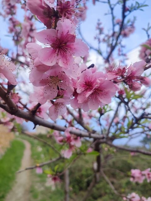 Hike from Varigotti to Noli: the Sentiero del Pellegrino - What’s Included and Practical Details