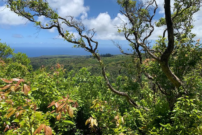 Hike Honolua Ridgeline - Meeting and Pickup Information