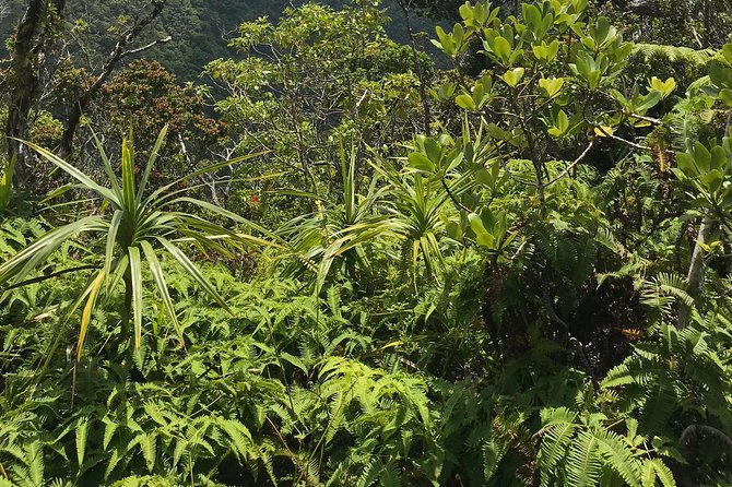 Hike Honolua Ridgeline - Pricing and Cancellation Policy