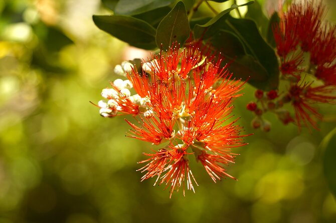 Hike Honolua Ridgeline - Conservation Efforts and Education