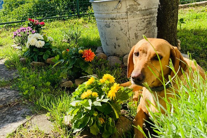 Hike in Blevios Forest for a Private Yoga Class - Key Points