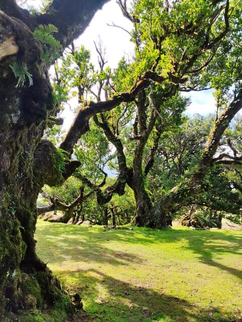 Hike in Fanal in a different way - Hike in Fanal in a Different Way: A Detailed Look