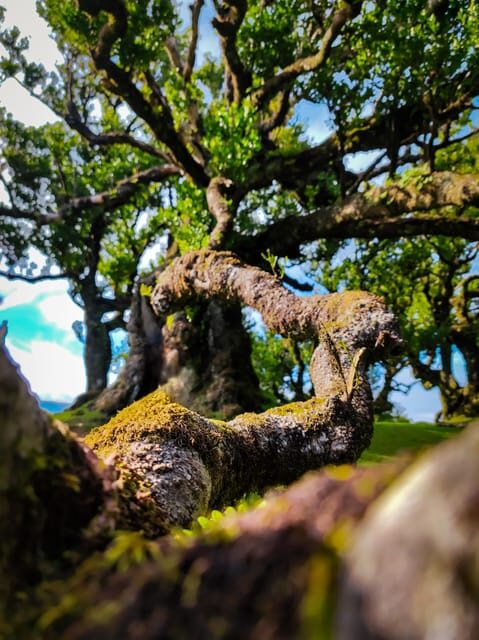 Hike in Fanal in a different way - Who Will Love This Tour?