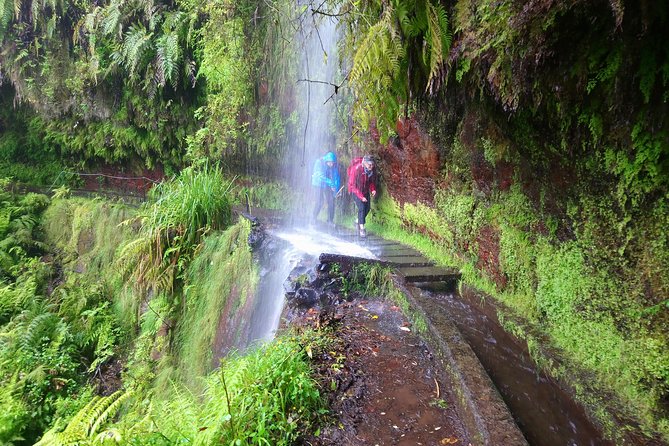 Hike in Laurisilva Levada Do Rei - Madre of Life Small Group Guided Walk - Panoramic Views and Highlights of the Walk