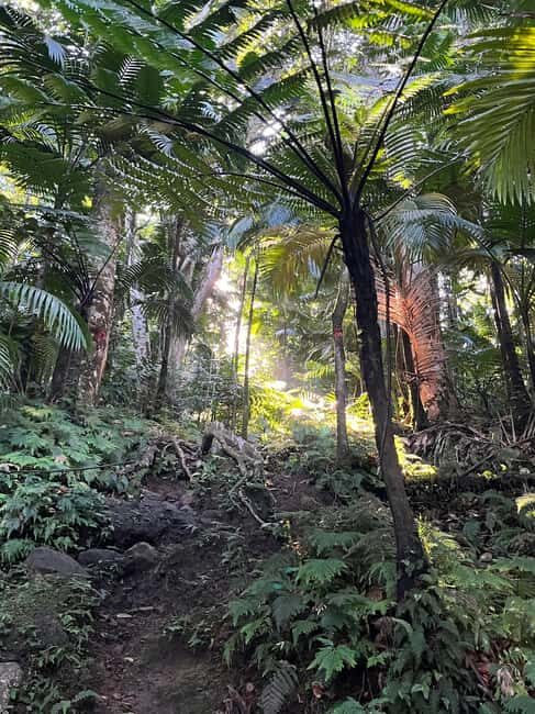 Hike St Kitts: Wingfield Rainforest and Romney Experience - The Itinerary in Detail