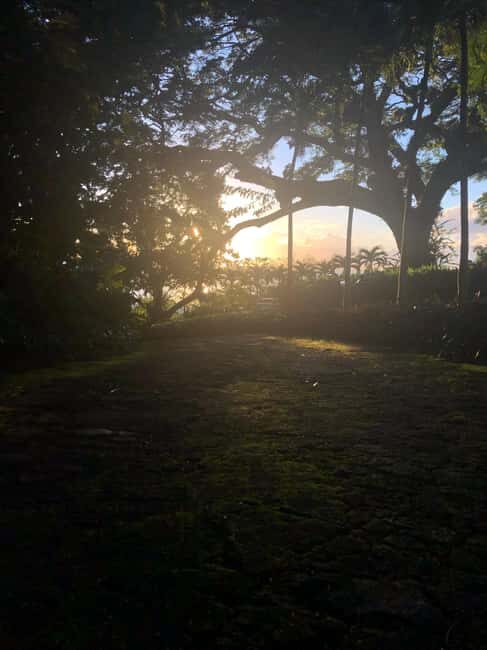 Hike St Kitts: Wingfield Rainforest and Romney Experience - Practical Tips for Participants