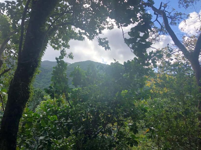 Hike St Kitts: Wingfield Rainforest and Romney Experience - Who Should Consider This Tour?