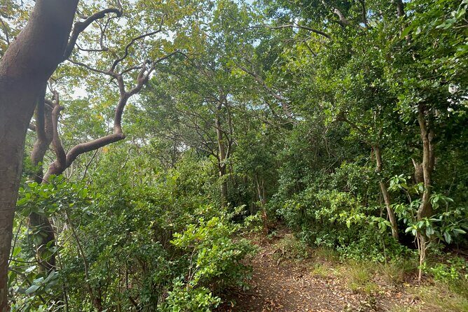 Hike St Kitts: Wingfield Rainforest and Romney Experience - An In-Depth Look at the Wingfield Rainforest and Romney Hike