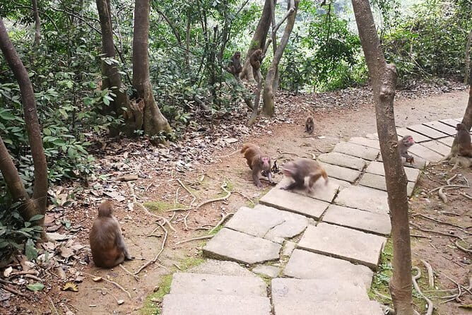 Hike the monkey hill - Exploring the Monkey Hill Experience in Detail