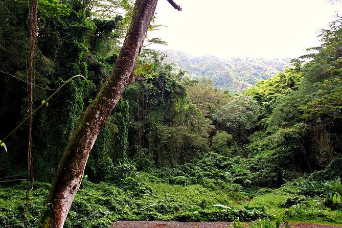 Hike Trail to Waterfall & Nature Walk - The Sum Up: A Well-Rounded, Authentic Oahu Adventure
