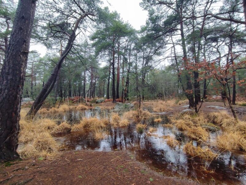 Hiking Adventure in the Fontainebleau Forest - Key Points: