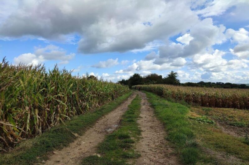 Hiking Adventure in Van Gogh's footsteps (6 miles walk) - Who Will Enjoy This Tour?